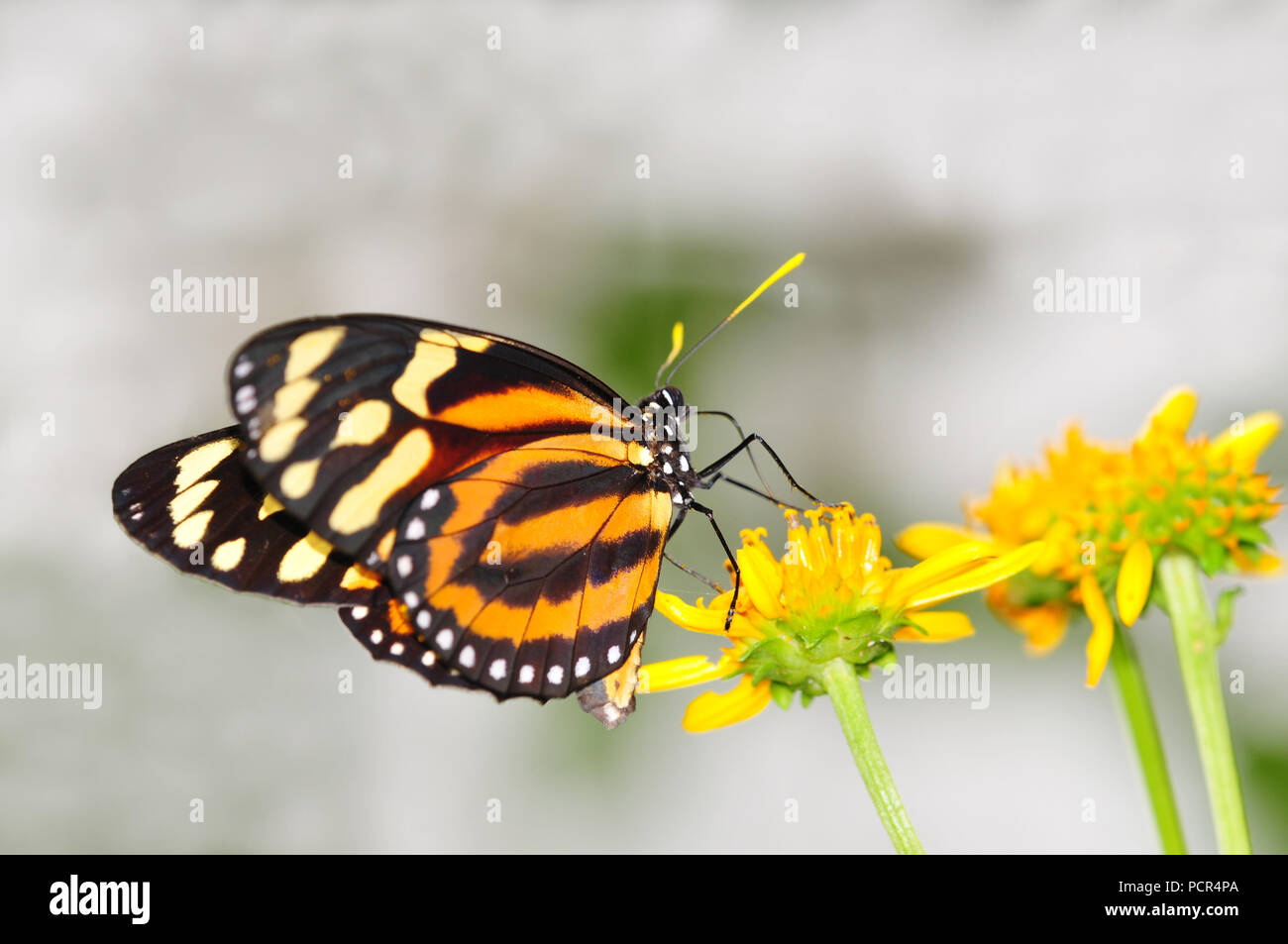 Tiger mimic hi-res stock photography and images - Alamy