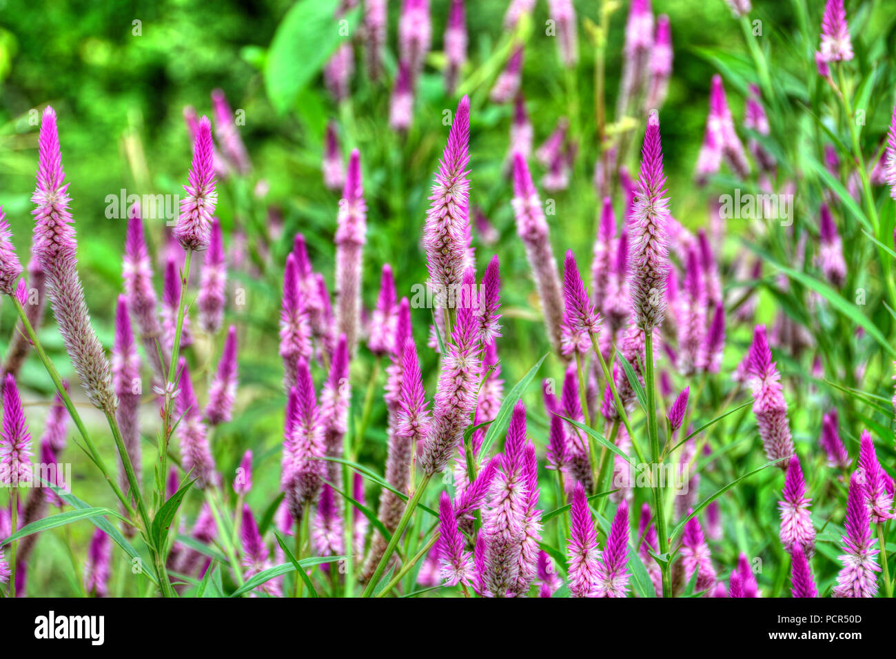 Beautiful wild flowers in the countryside of Panama Stock Photo - Alamy