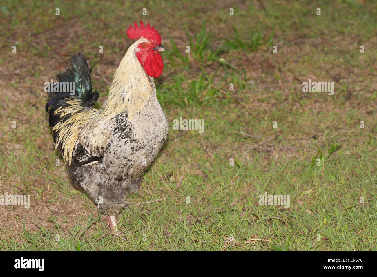 Good looking Rooster at a backyard Stock Photo - Alamy