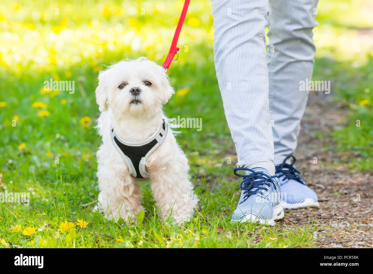 White maltese dog walking with her owner Stock Photo - Alamy