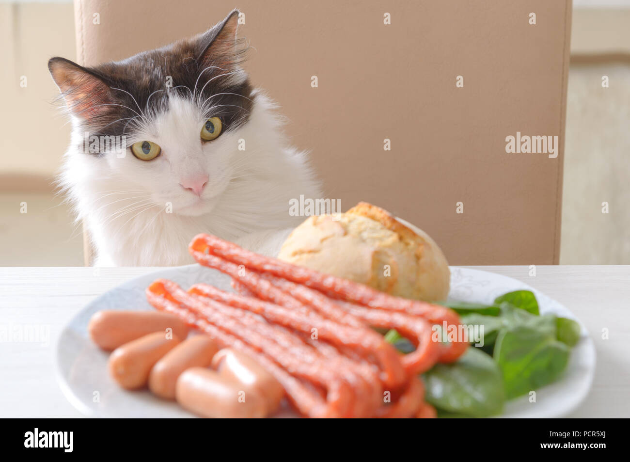Domestic cat eating from table hi-res stock photography and images - Alamy