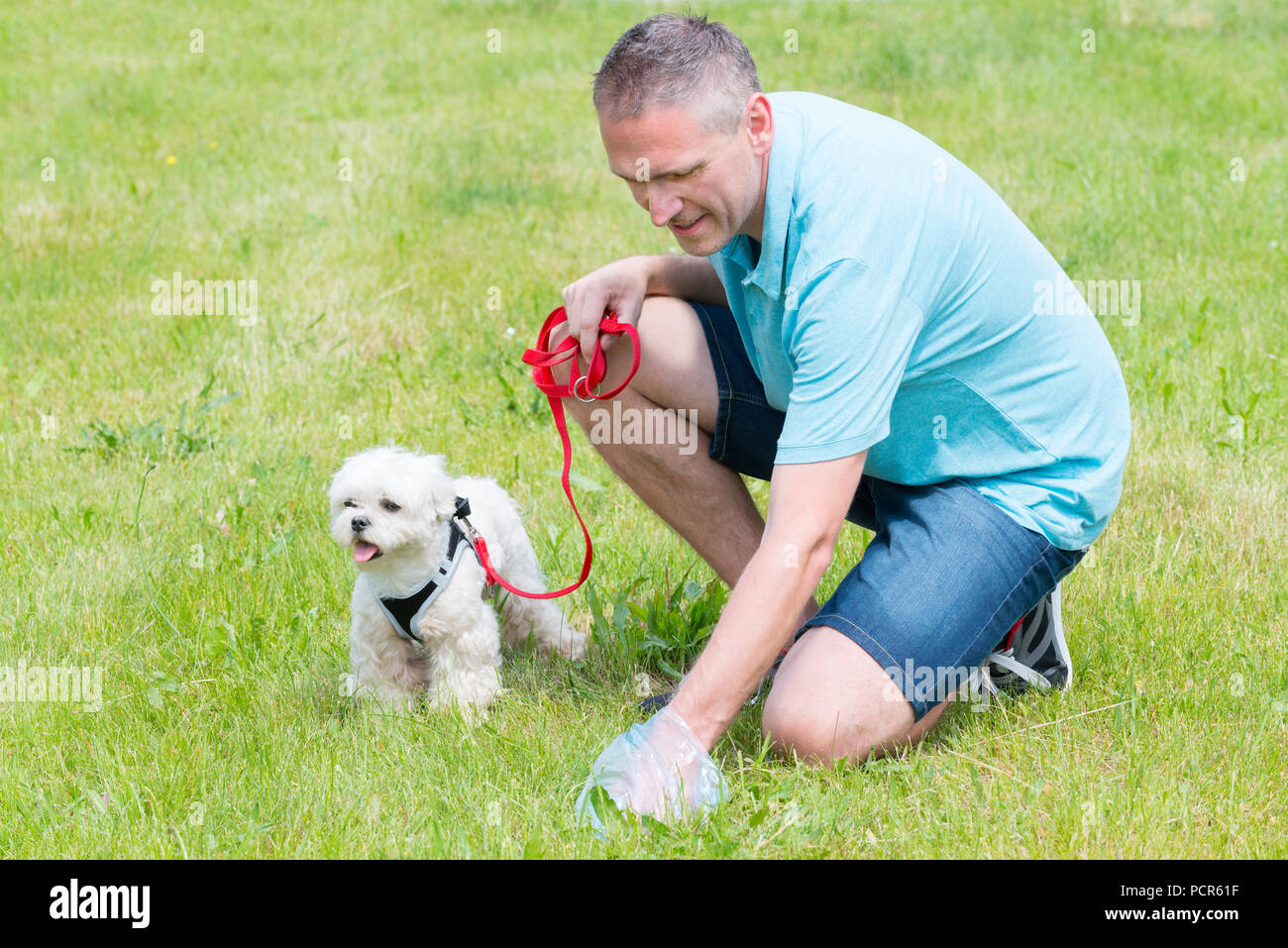 Owner cleaning up after the dog with plastic bag Stock Photo - Alamy