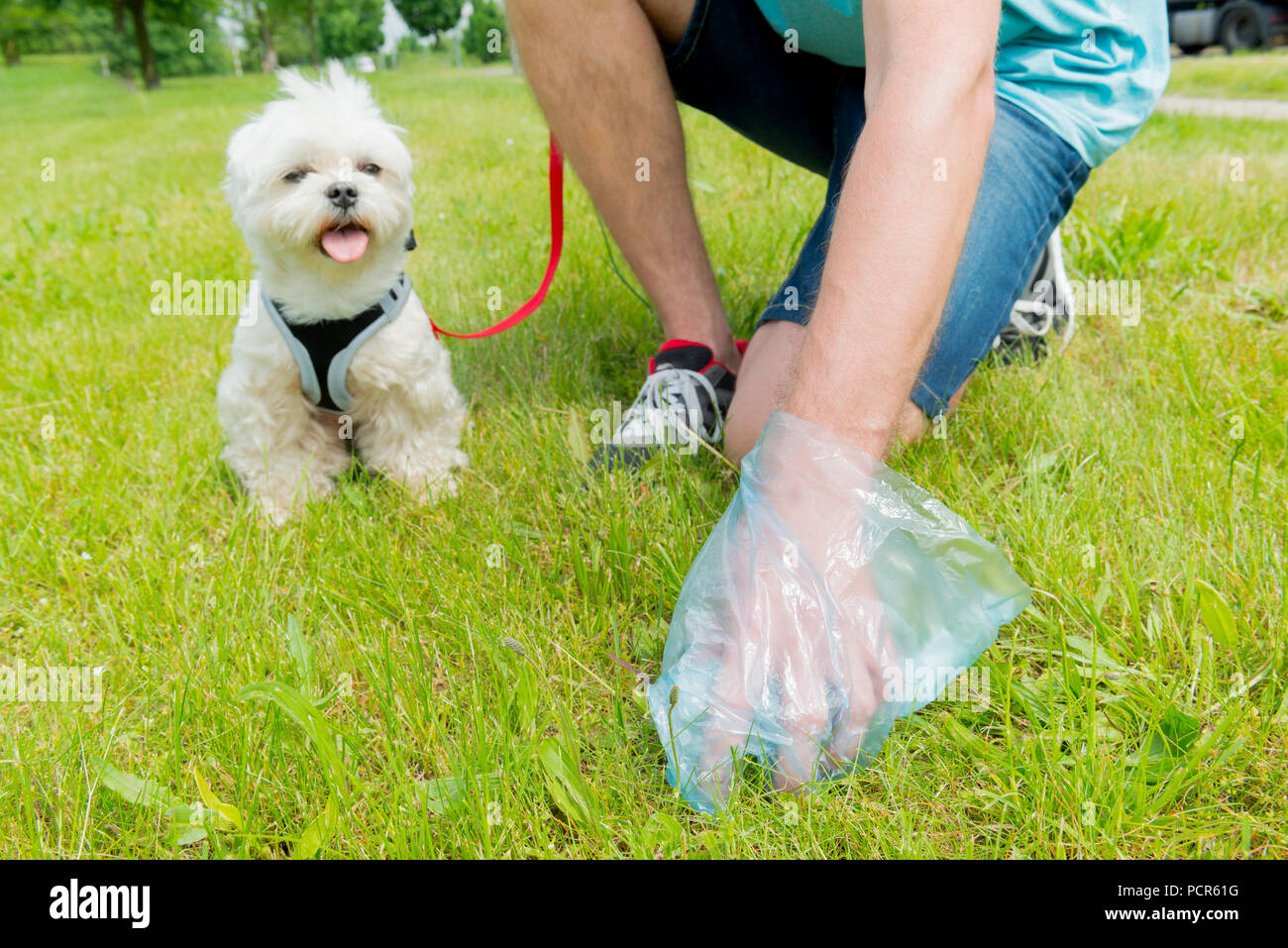 Owner cleaning up after the dog with plastic bag Stock Photo - Alamy