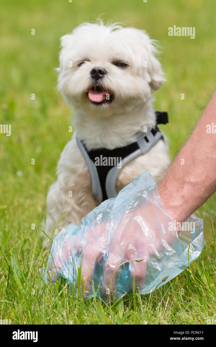 Owner cleaning up after the dog with plastic bag Stock Photo - Alamy