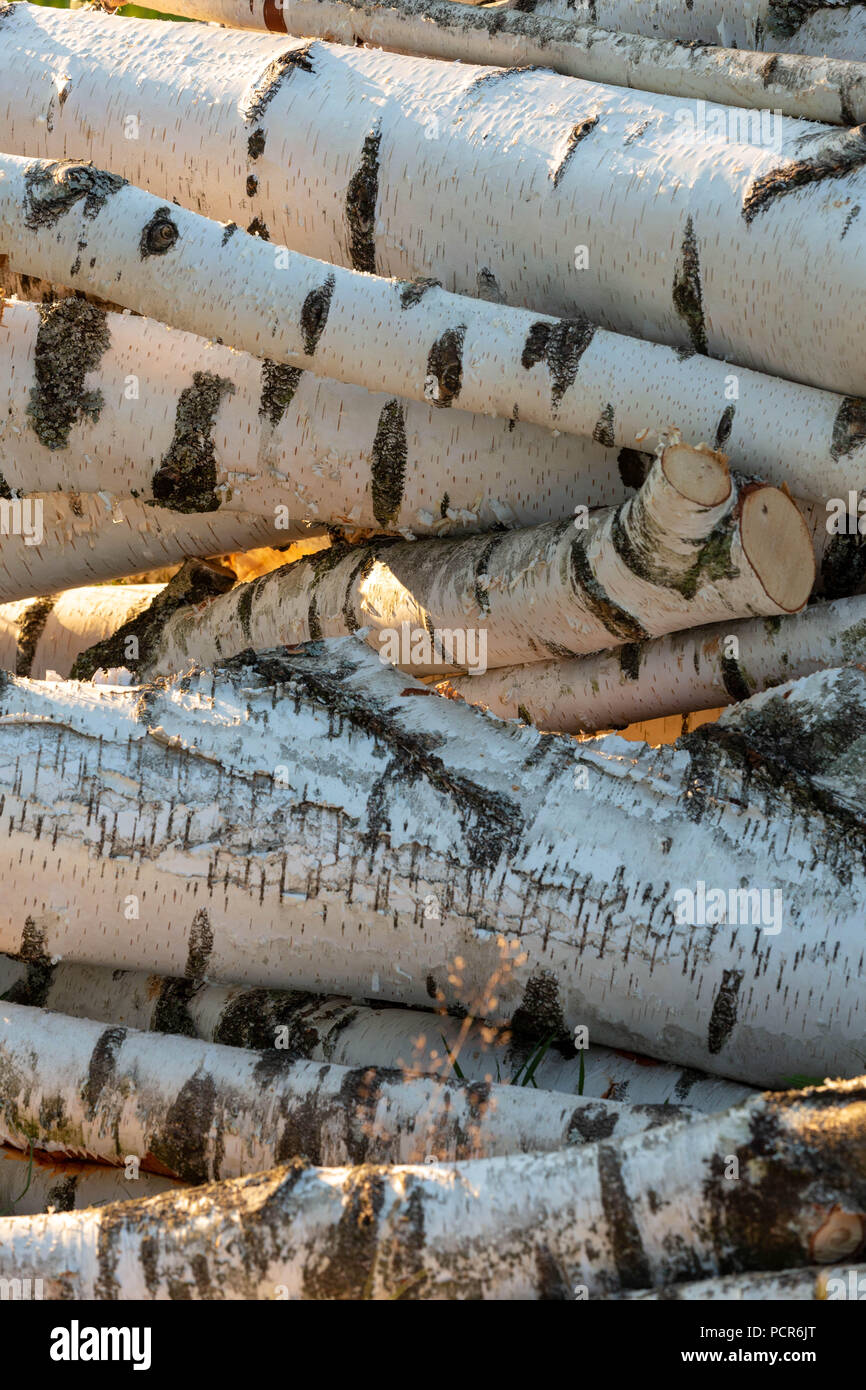 Pile of freshly chopped Birch tree trunks lit by the late afternoon ...