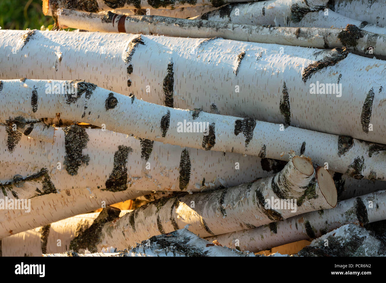 Pile of freshly chopped Birch tree trunks lit by the late afternoon ...