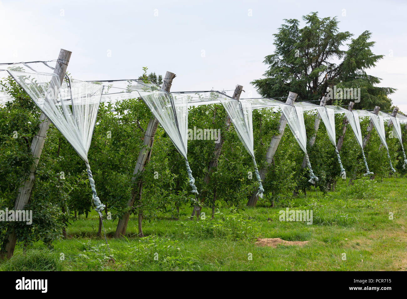 Hail protection hi-res stock photography and images - Alamy