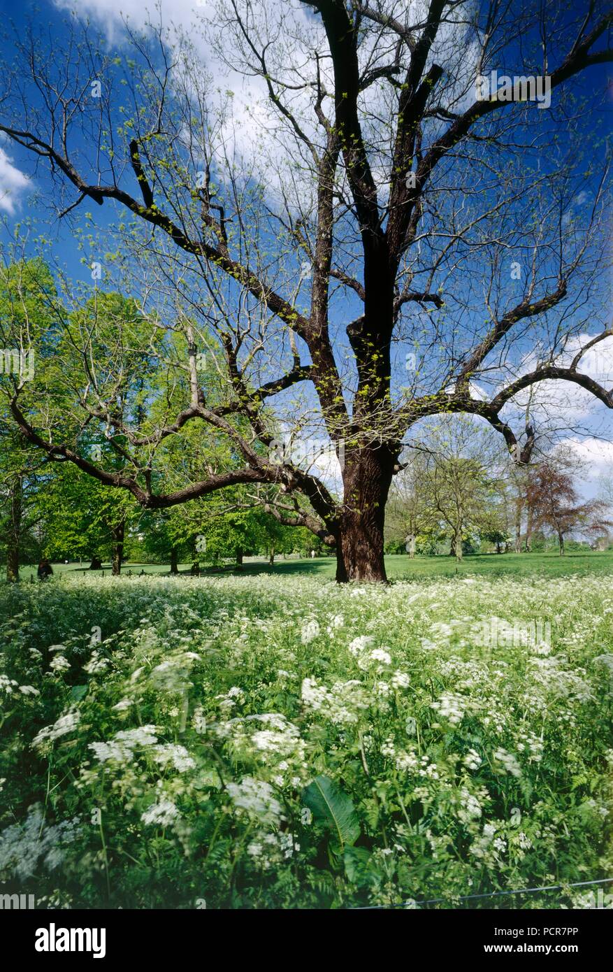 Park of Marble Hill House, Twickenham, Richmond-upon-Thames, London ...