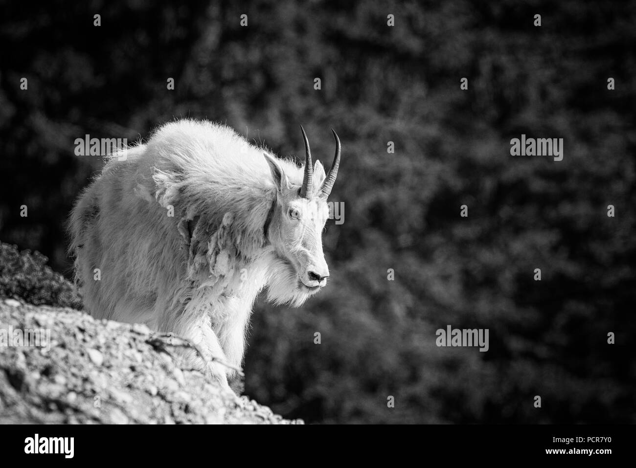 Canadian goats Black and White Stock Photos & Images - Alamy