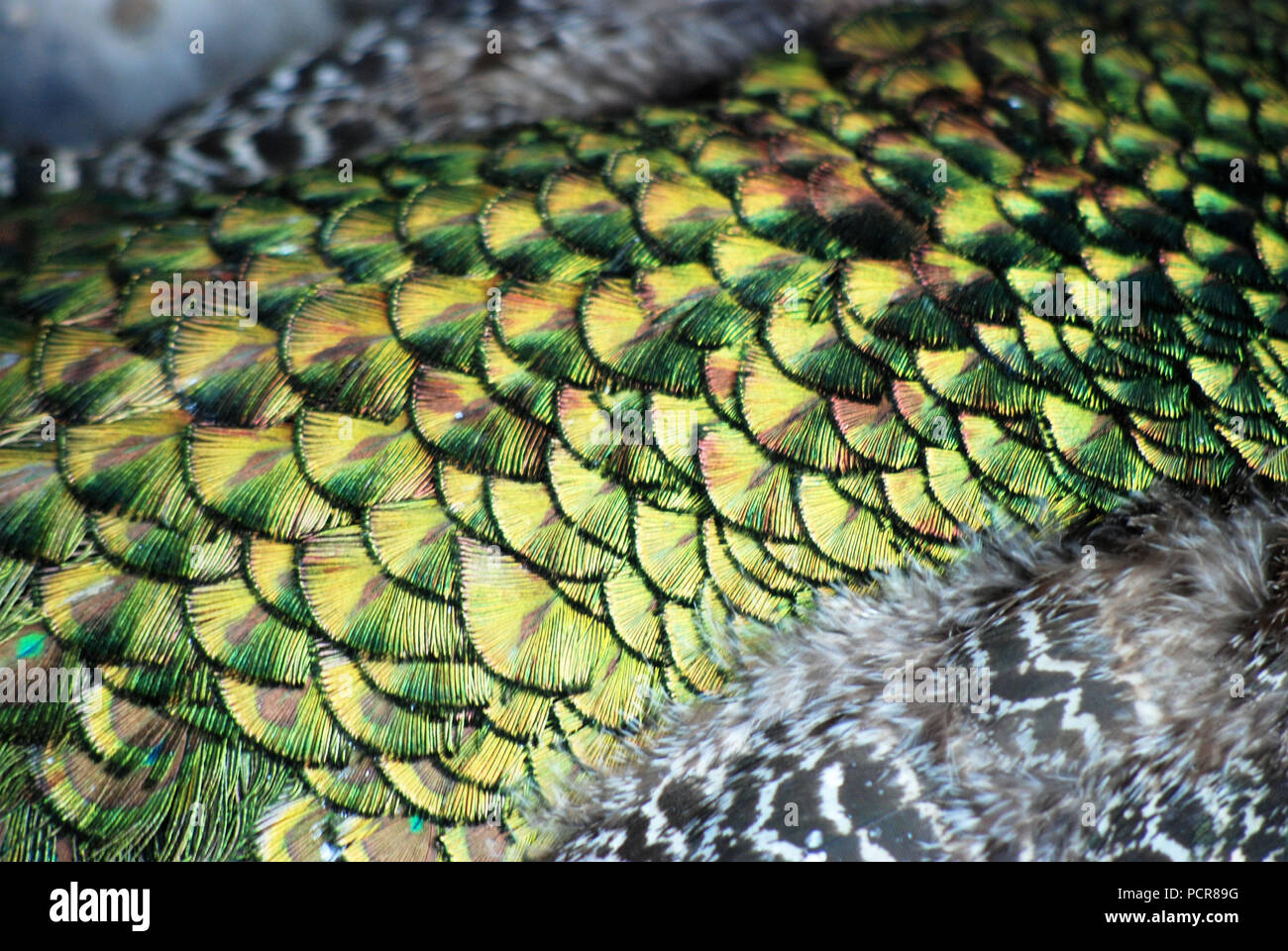 Peacock shaped hi-res stock photography and images - Alamy