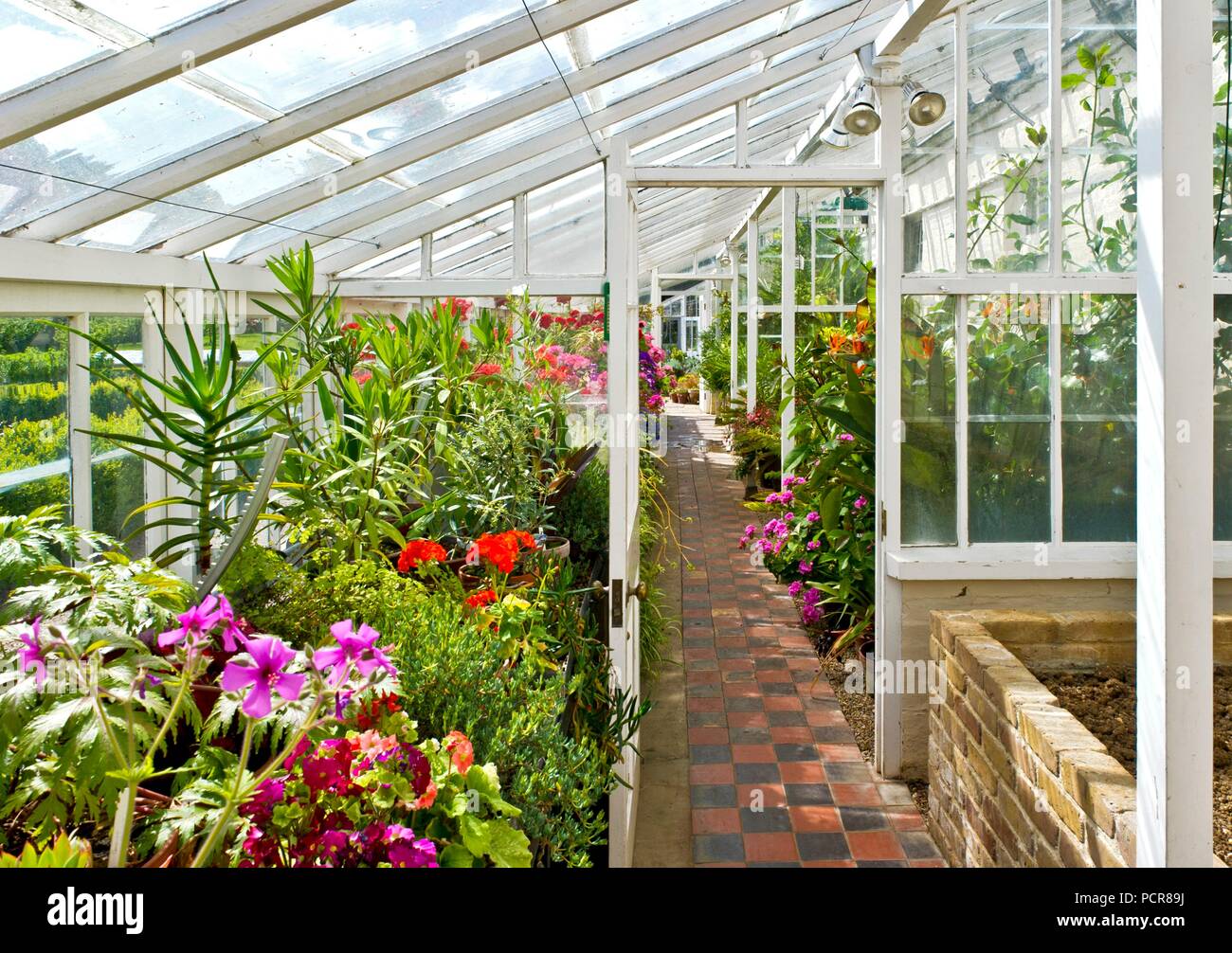 Interior of the greenhouse in the gardens of Walmer Castle, Kent, c1980 ...