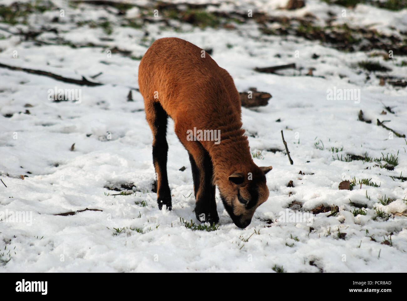 Food in snow hi-res stock photography and images - Alamy