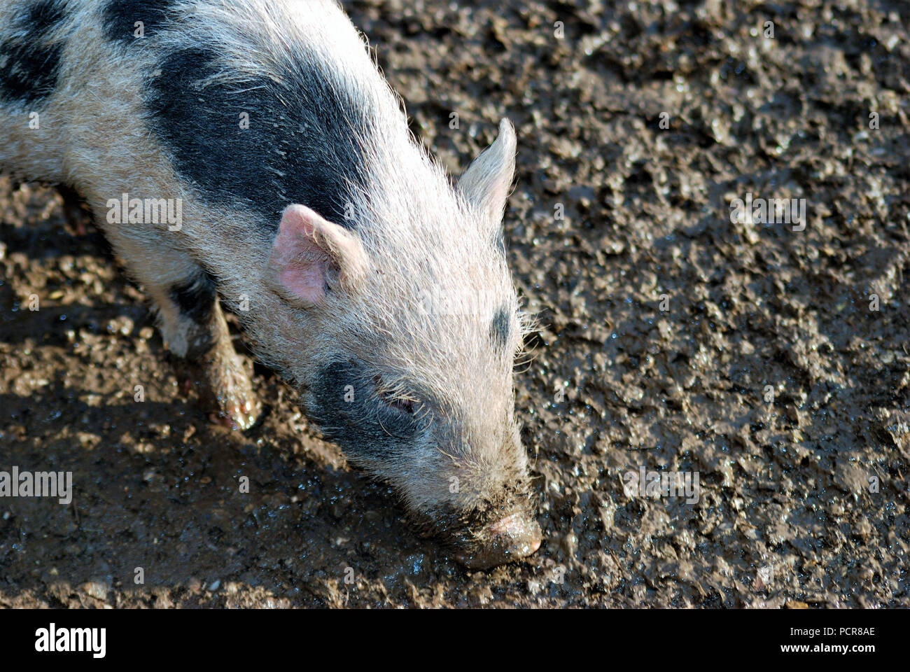 Animals Covered In Mud