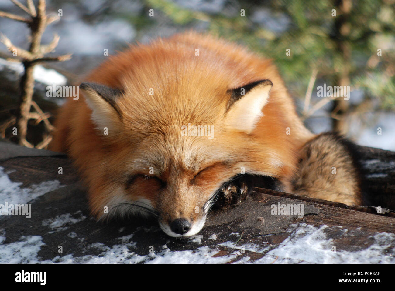 Fox sleeping snow hi-res stock photography and images - Alamy