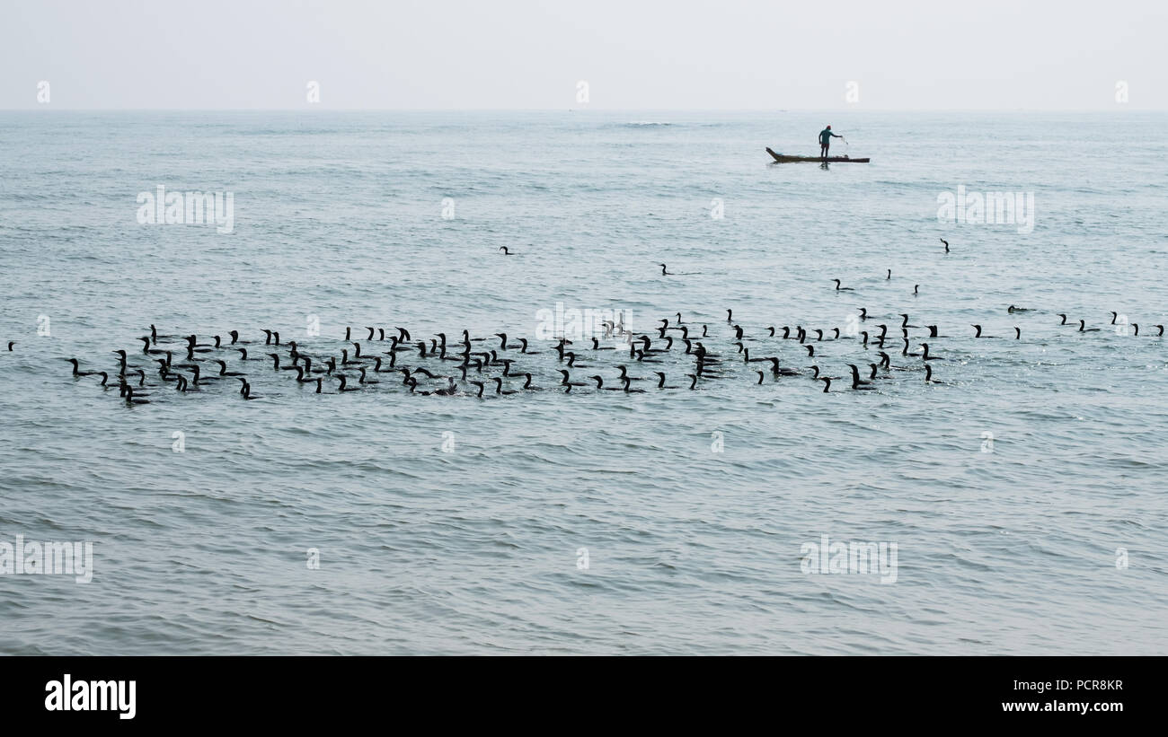 Flock of seabirds gathered in the waters off the Coromandel coast at ...