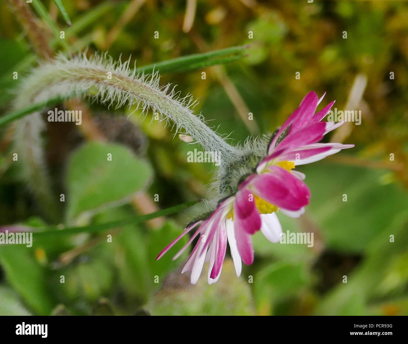 Hairy daisy hi-res stock photography and images - Alamy