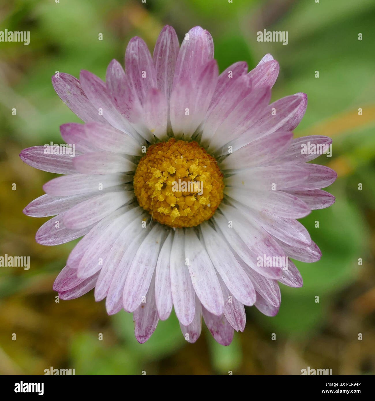 Daisy in full bloom Stock Photo - Alamy