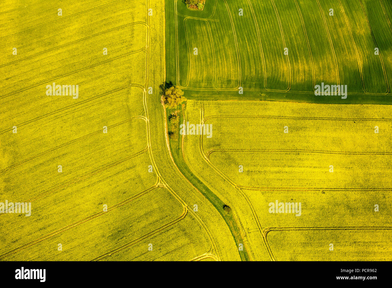 Rape fields south of Alt-Erkrath, Erkrath hill landscape, Erkrath ...