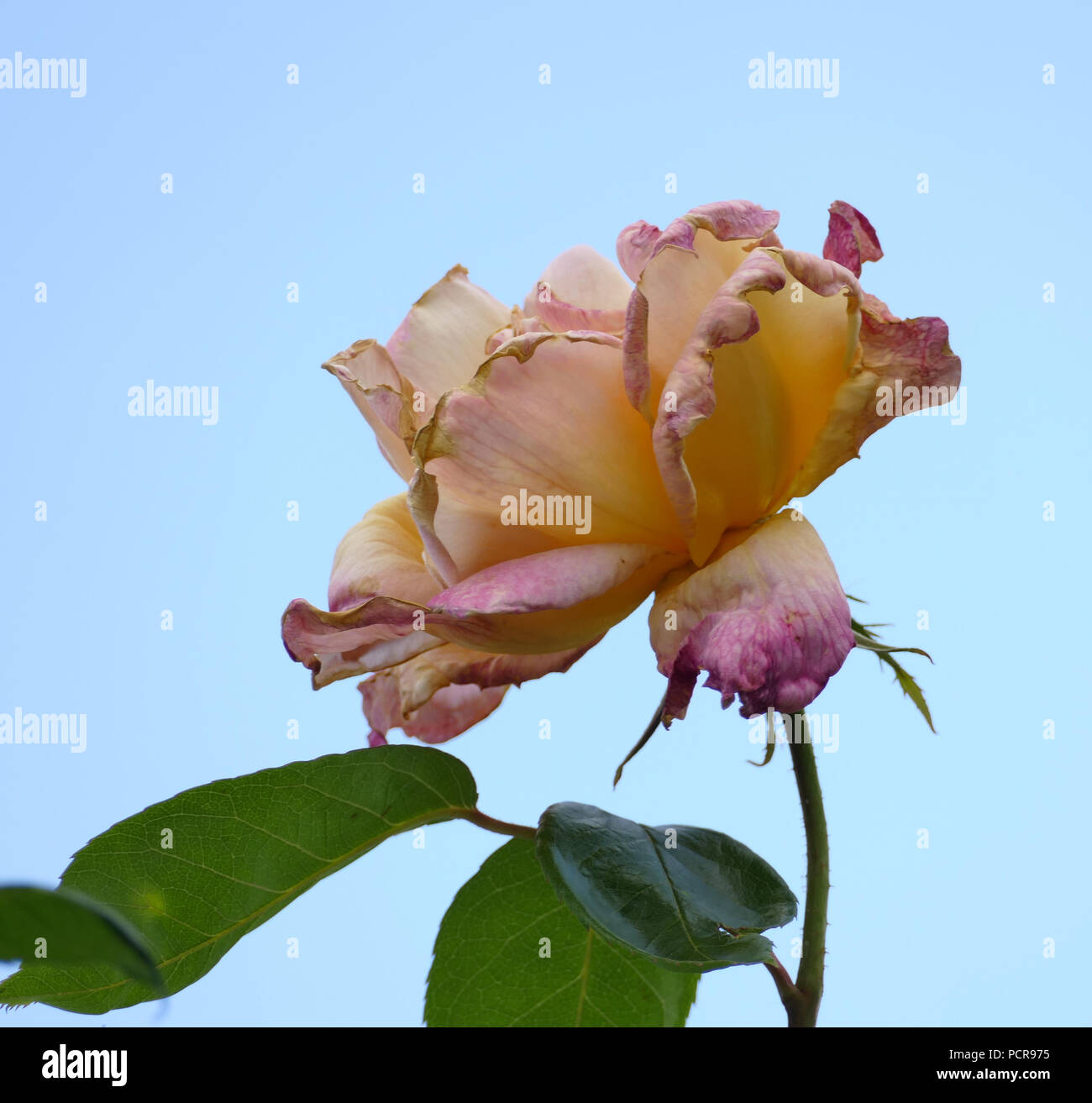 Blue sky yellow rose hi-res stock photography and images - Alamy