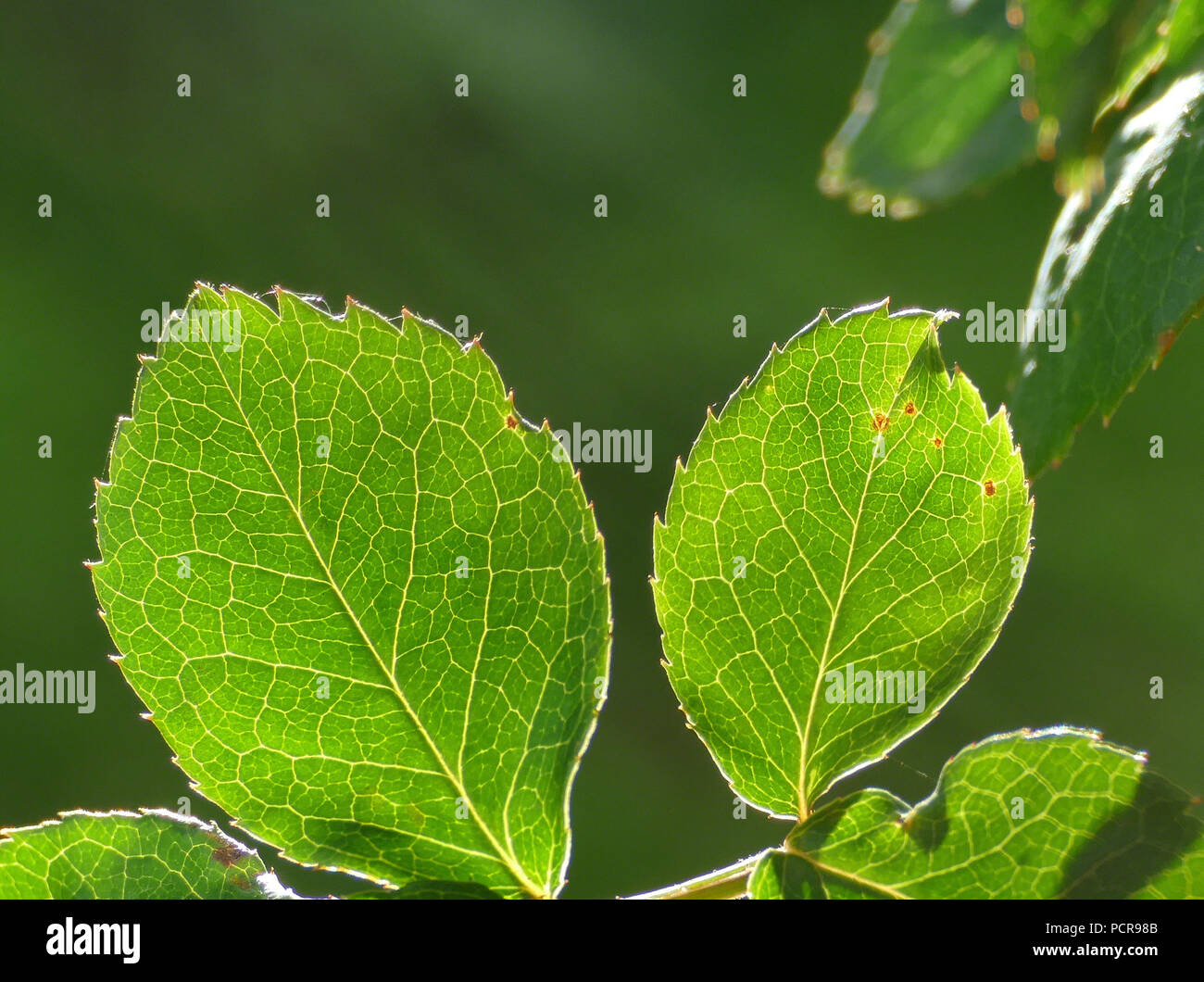 Rose leaves hi-res stock photography and images - Alamy