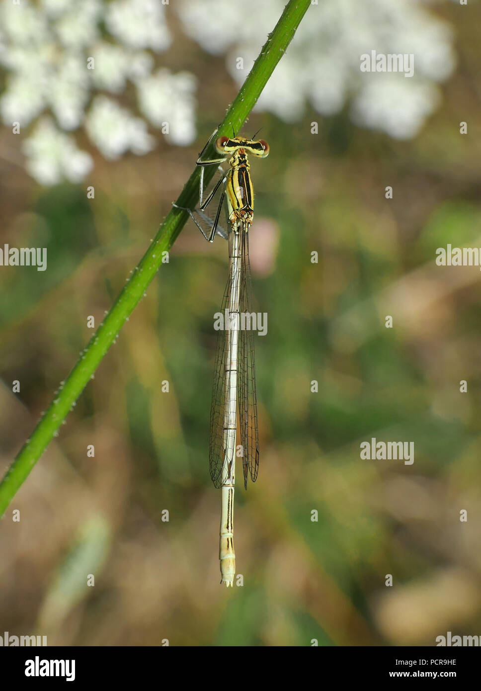 Dragonfly on grass stem hi-res stock photography and images - Alamy