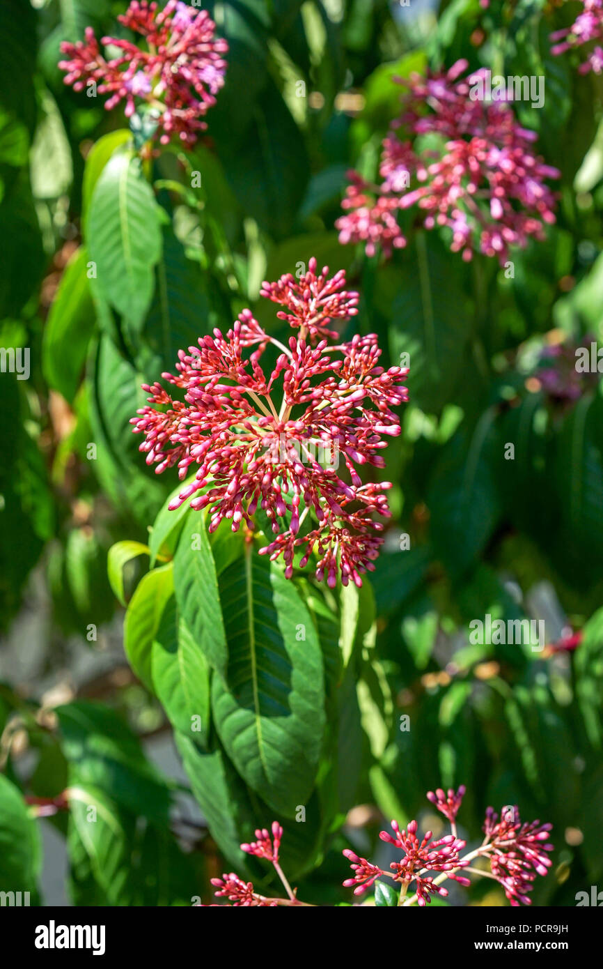 Fuchsia Arborescens Stock Photos & Fuchsia Arborescens Stock Images - Alamy