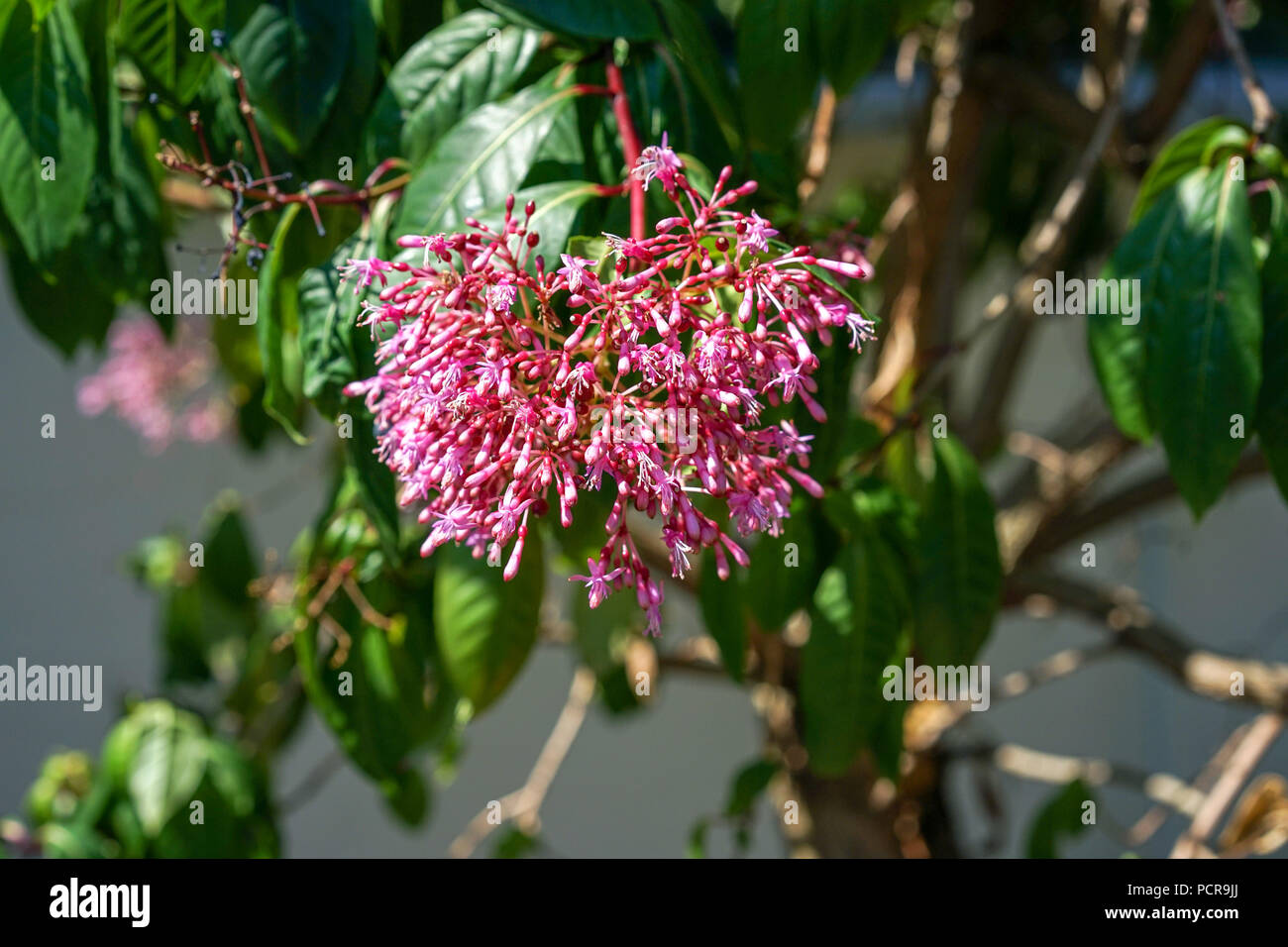 Fuchsia Arborescens Stock Photos & Fuchsia Arborescens Stock Images - Alamy
