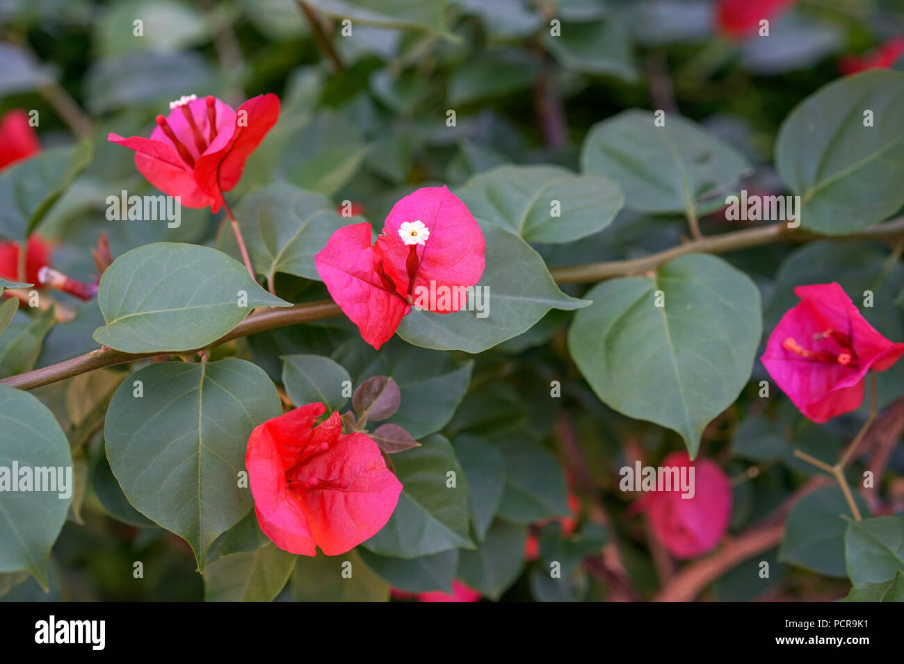 magenta pink flower blooming in garden, bougainvillea glabra ...