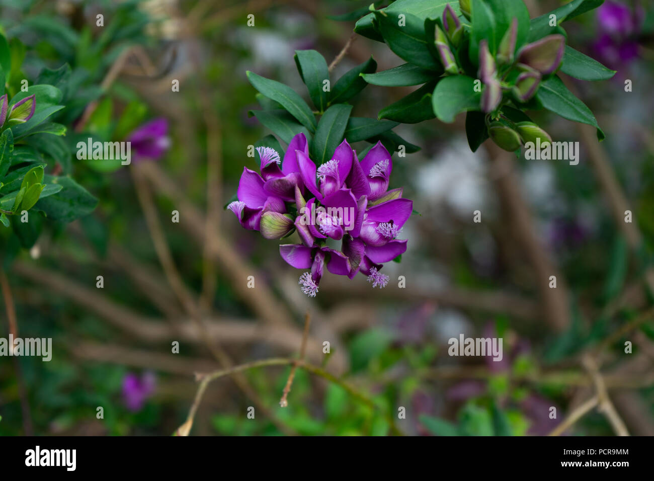 purple polygala myrtifolia grandiflora flower from south africa Stock ...