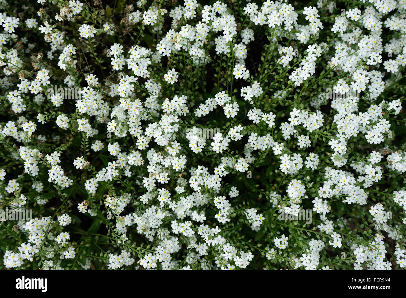 high angle view of blooming white plant Stock Photo - Alamy