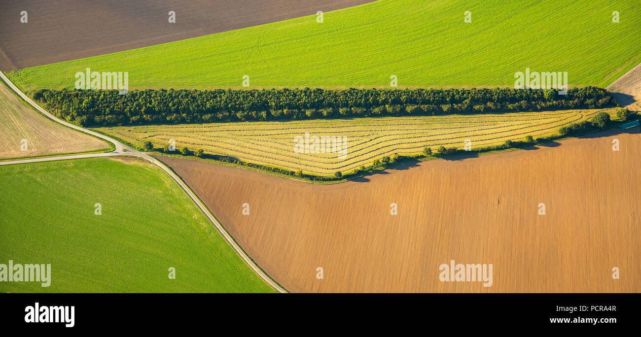 Tree row, bush row in a field, agriculture, Duisburg, Ruhr area, North ...