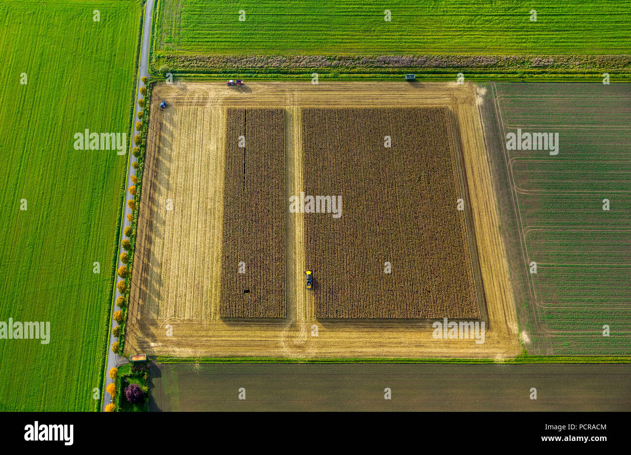 Corn field, corn harvest, combine harvester on the corn field ...