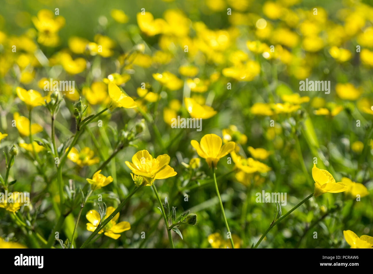 Yellow Buttercup flowers in the field. Ranunculus repens Stock Photo ...