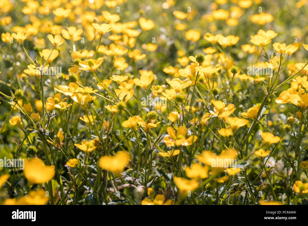 Yellow Buttercup flowers in the field. Ranunculus repens Stock Photo ...
