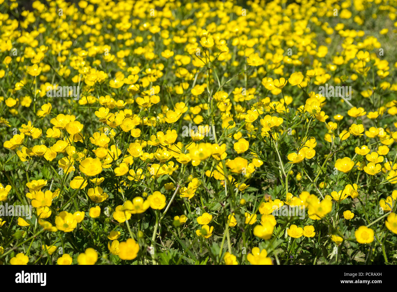 Yellow Buttercup flowers in the field. Ranunculus repens Stock Photo ...
