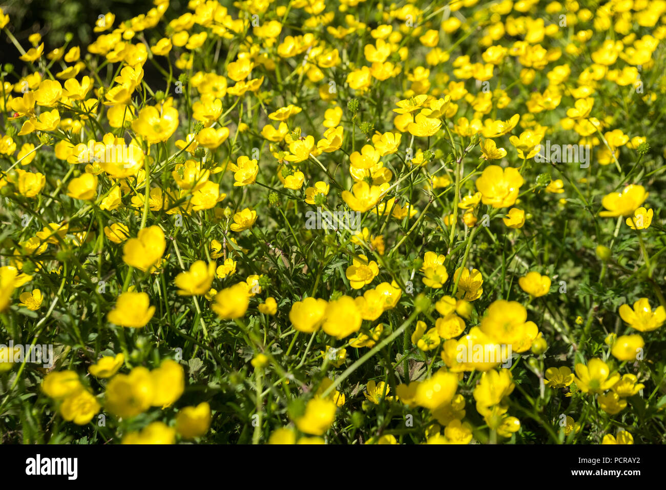 Yellow Buttercup flowers in the field. Ranunculus repens Stock Photo ...