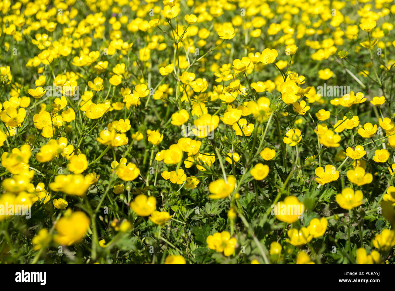 Yellow Buttercup flowers in the field. Ranunculus repens Stock Photo ...