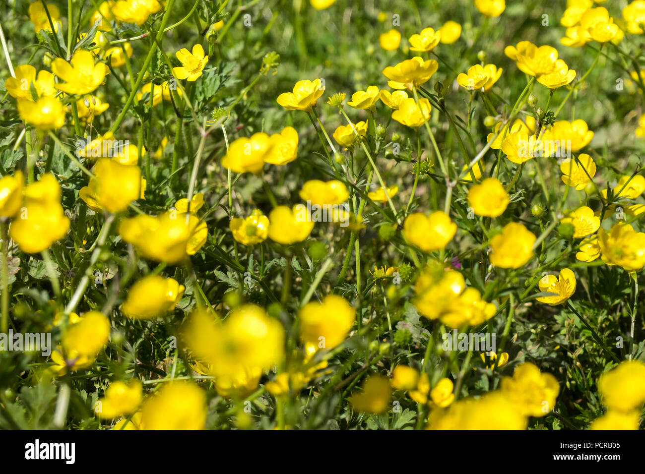 Yellow Buttercup flowers in the field. Ranunculus repens Stock Photo ...