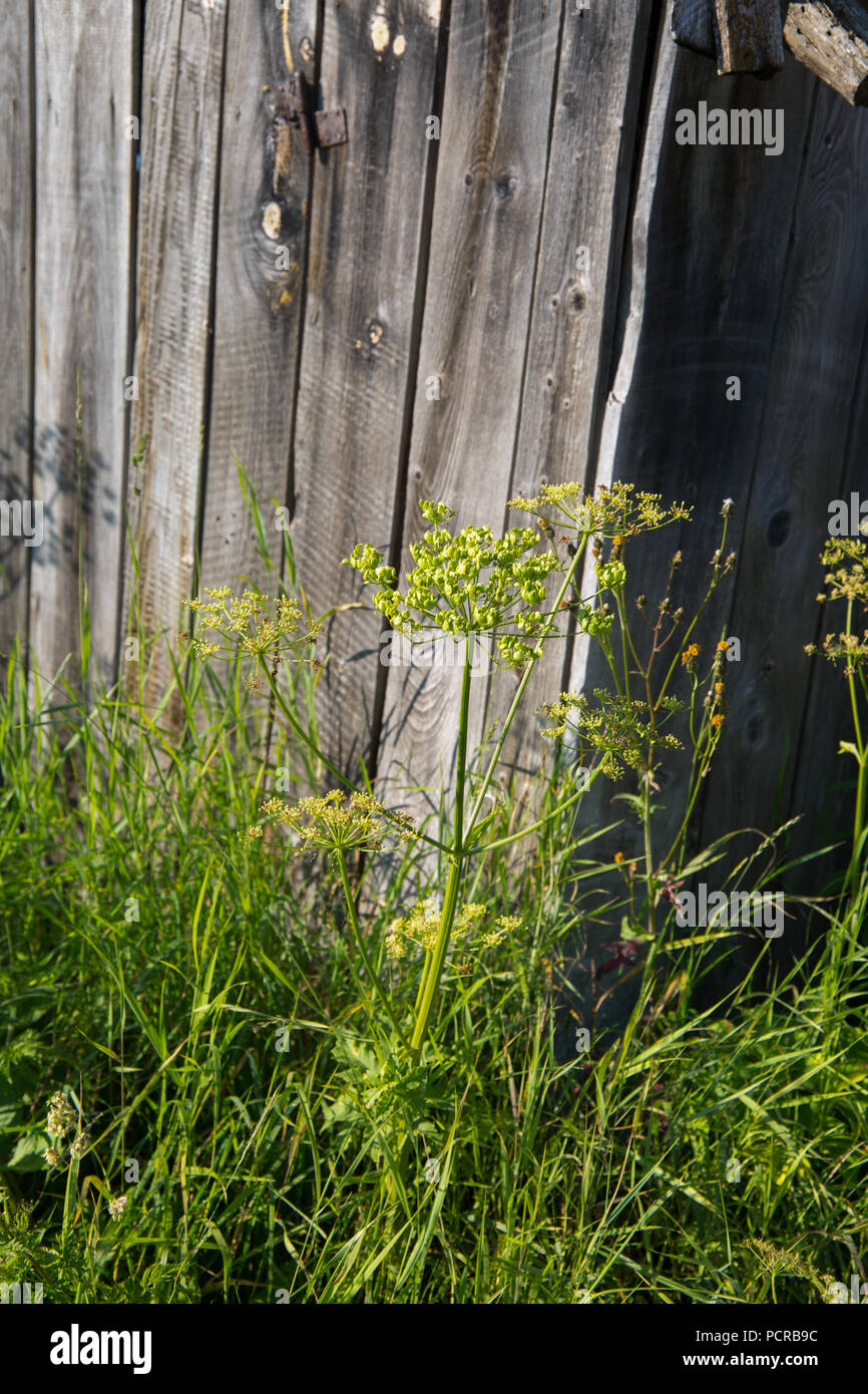 Bright green grasses contrasted against side of derliect wooden barn ...