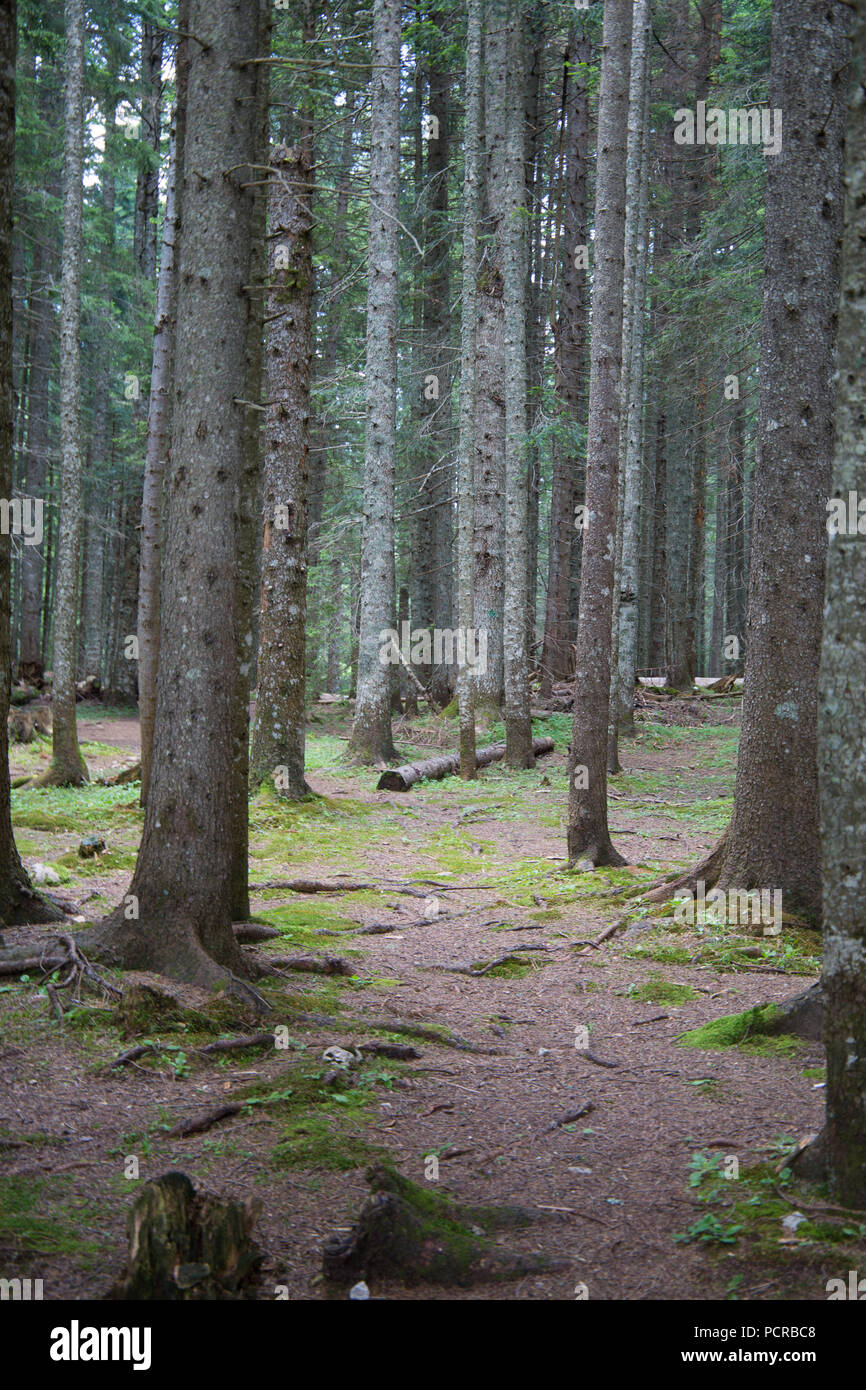 Bare tree trunks in dense pine forest, Zabljak, Montenegro, 2018 Stock ...