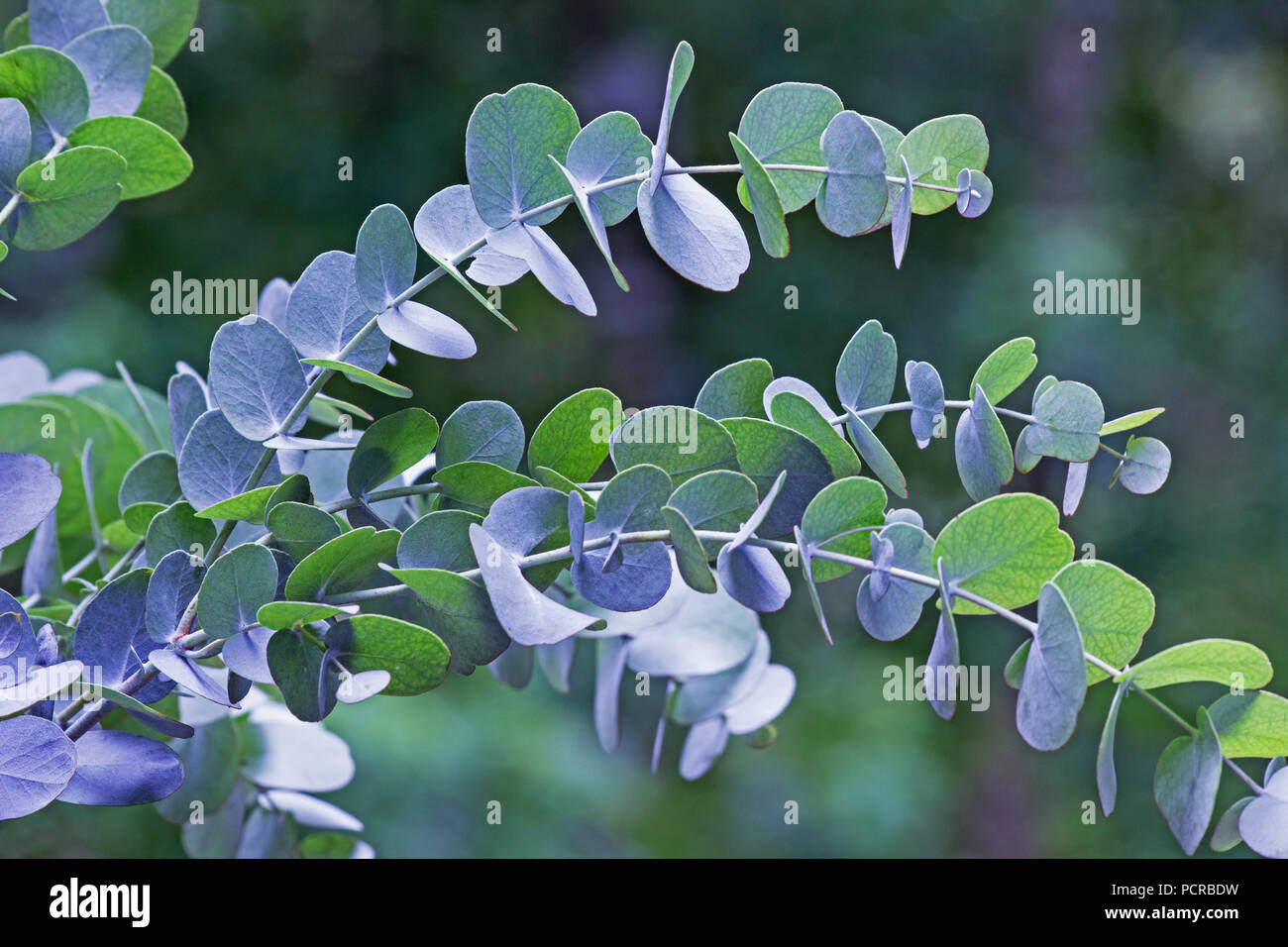 Eucalyptus tree and leaves on natural background Stock Photo - Alamy