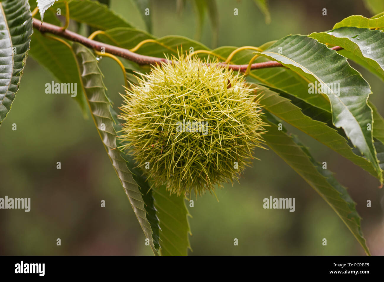 Castanea sativa sweet chestnut hi-res stock photography and images - Alamy