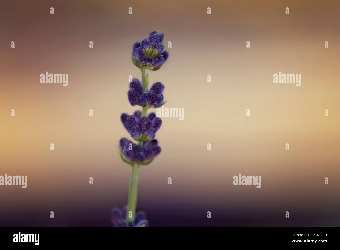 One lavender flower hi-res stock photography and images - Alamy