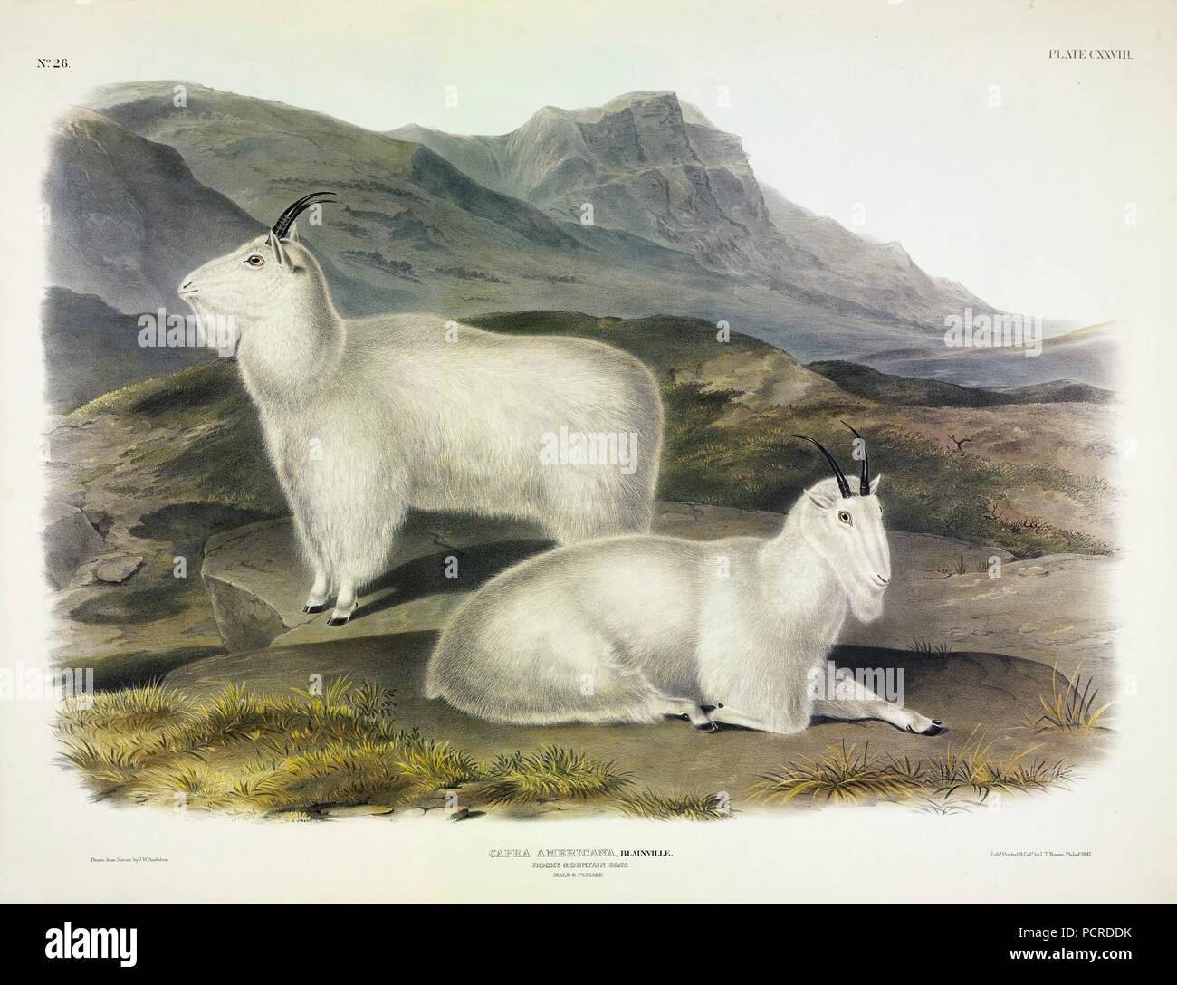 Rocky Mountain Goat, Capra Americana, 1845 Stock Photo - Alamy