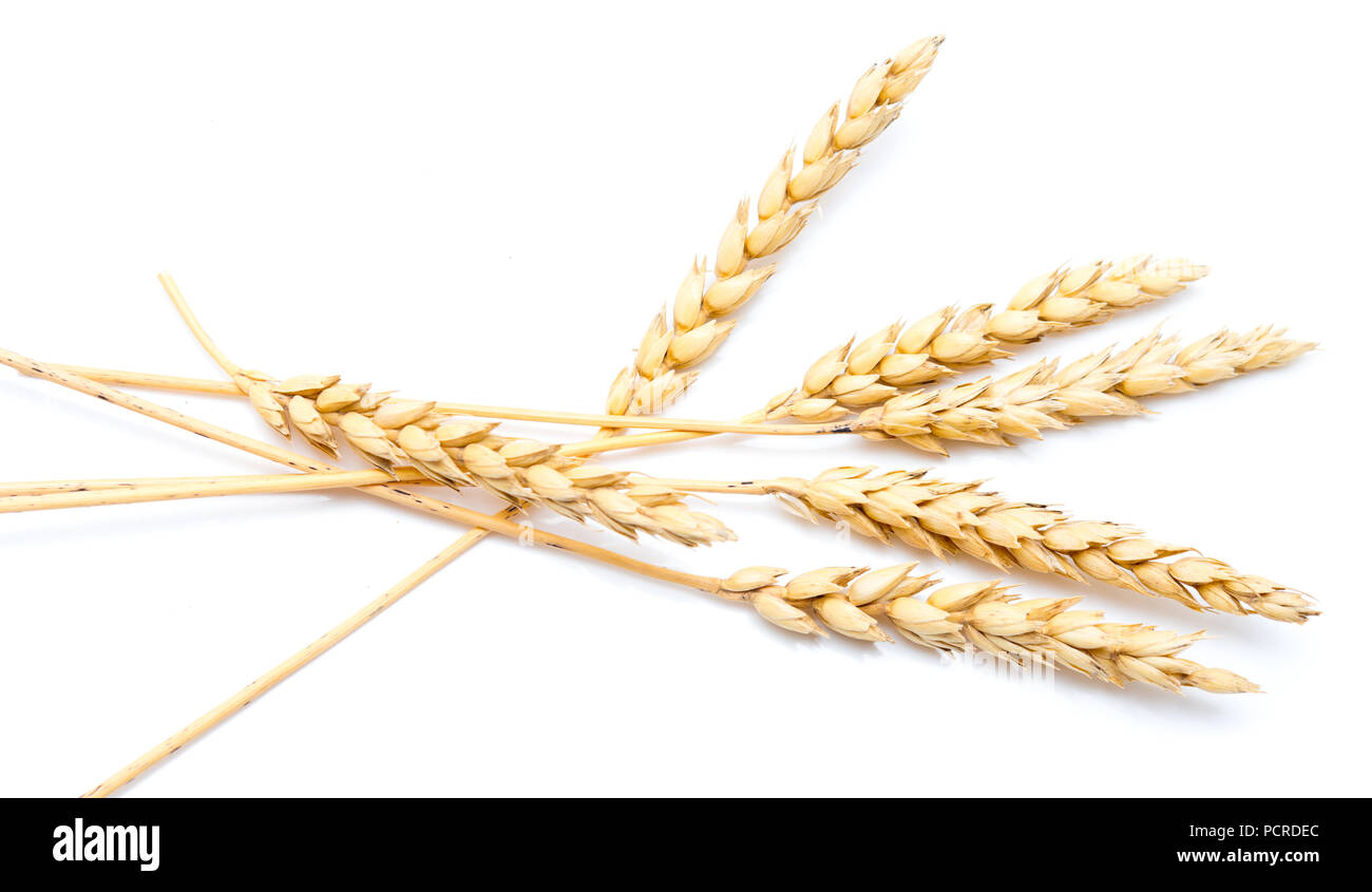 Wheat isolated on white background Stock Photo - Alamy