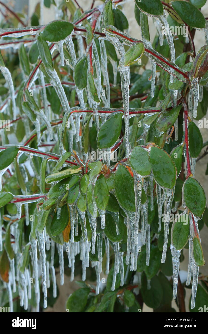 Plant leaves covered in icicles Stock Photo - Alamy