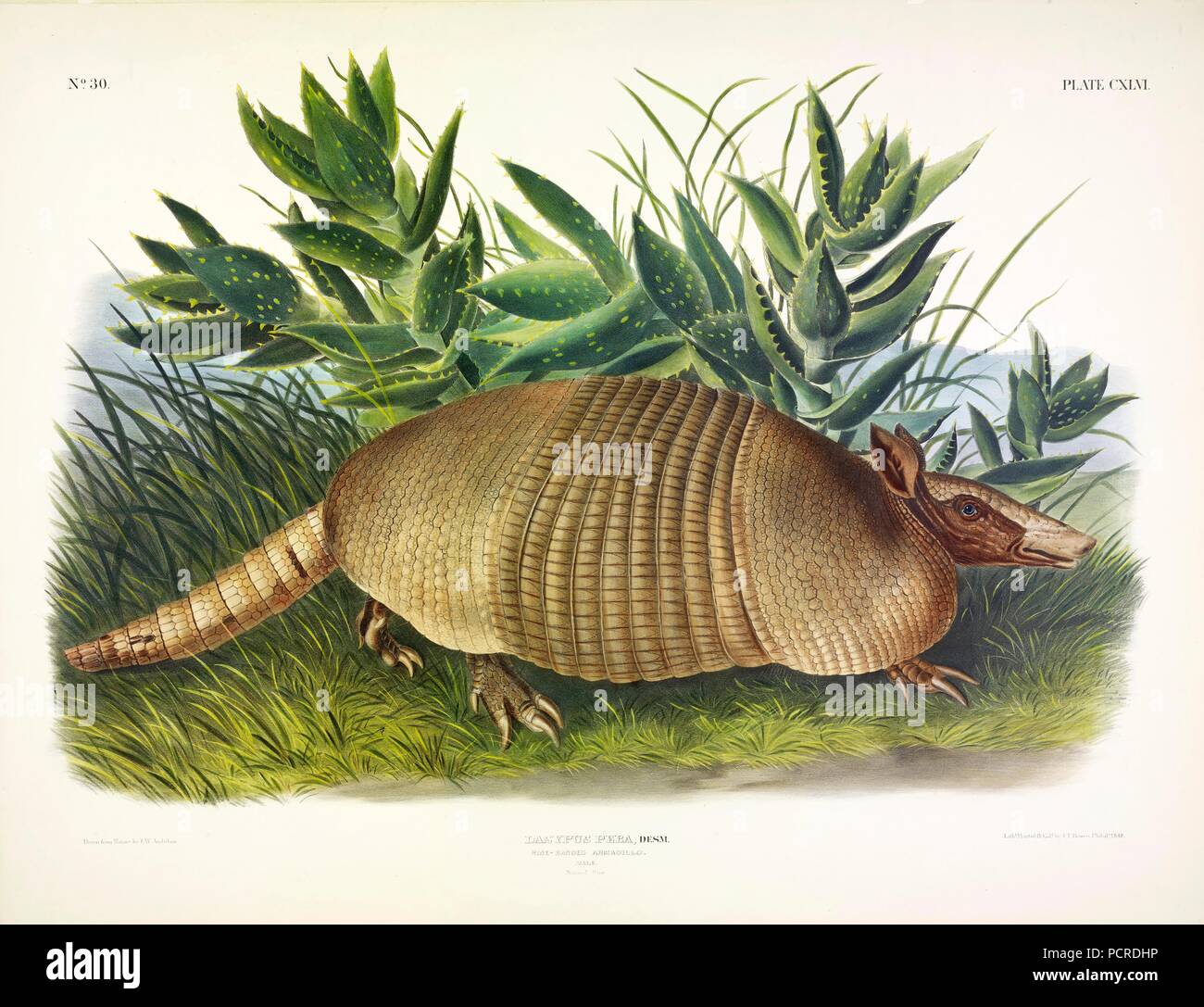 Nine Banded Armadillo Illustration High Resolution Stock Photography ...