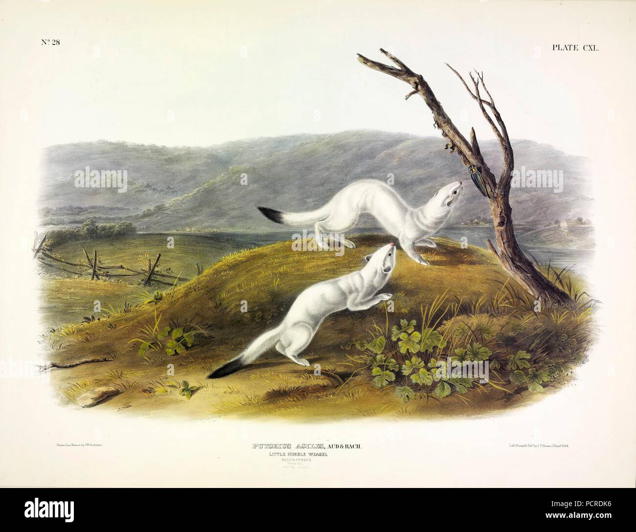 Black tipped tail hi-res stock photography and images - Alamy