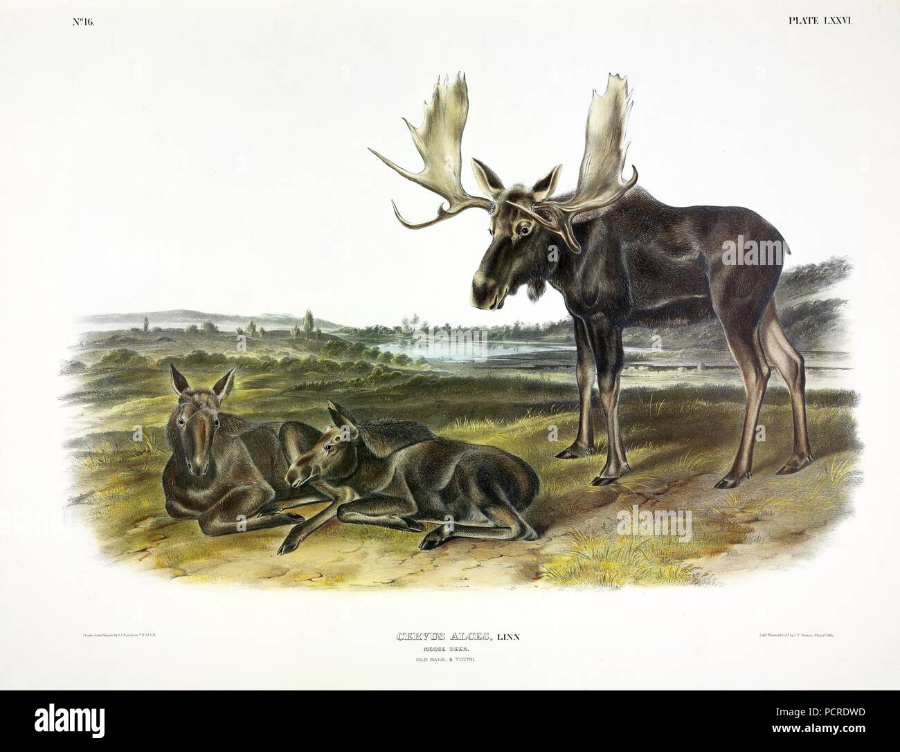 James young deer hi-res stock photography and images - Alamy