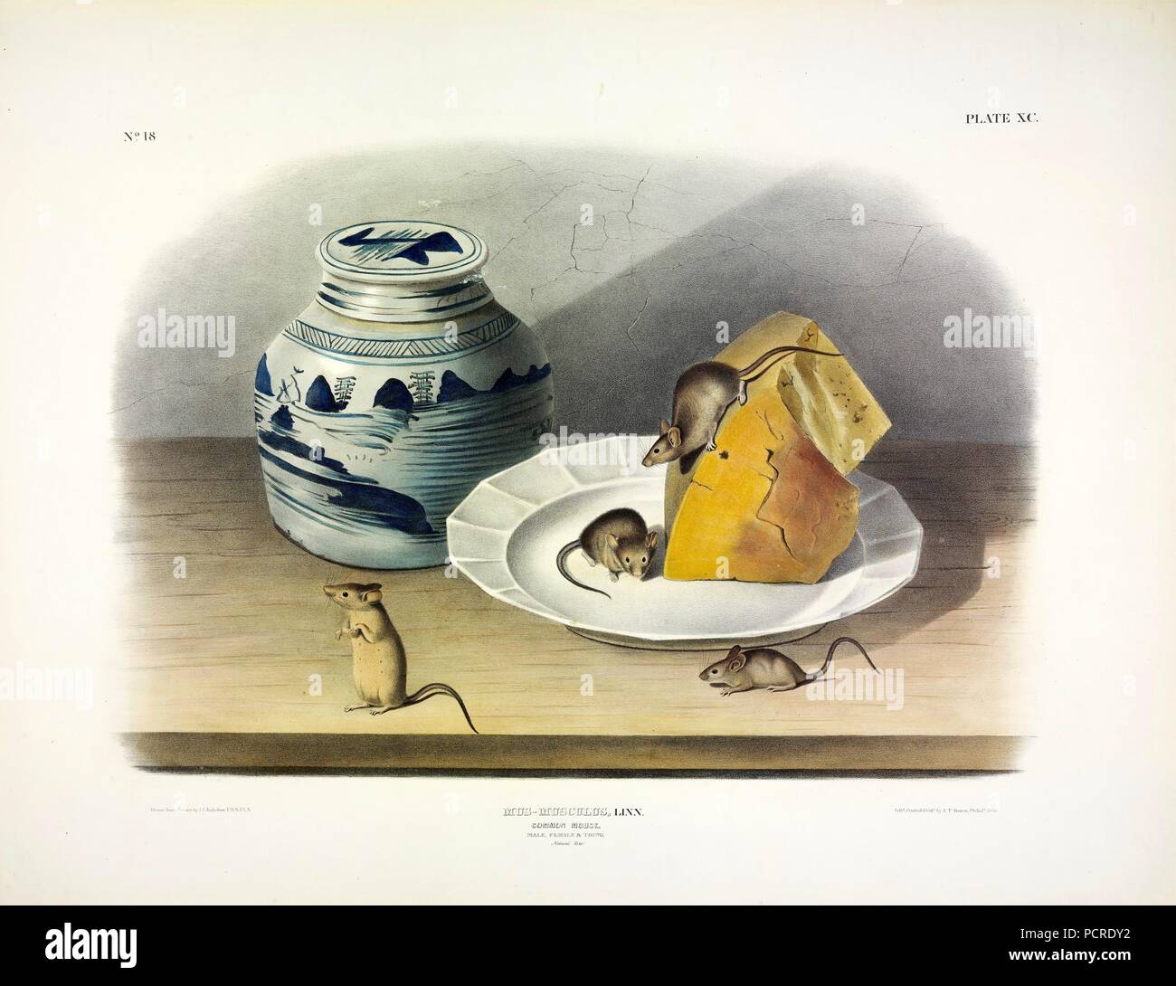 Common Mouse - Male, Female and Young, 1845 Stock Photo - Alamy